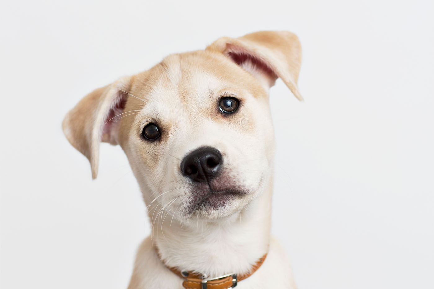 The Highest Rated Dog Trainer In Boise, Idaho | Well Trained Dogs