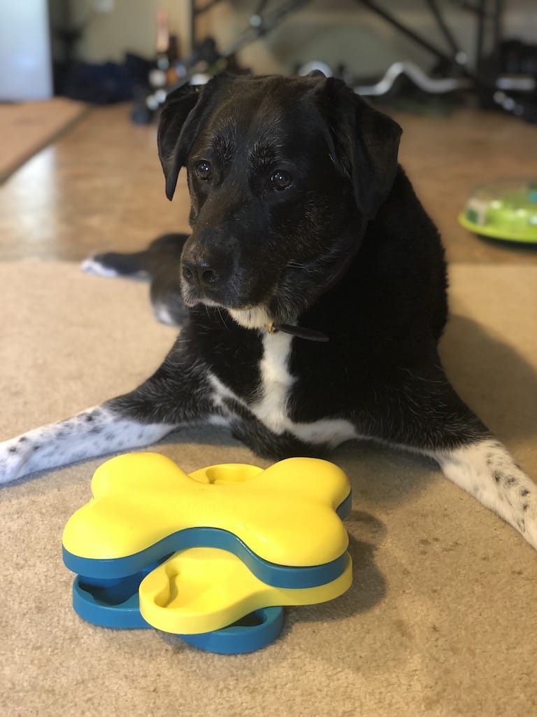 Top Dog Trainers in Bixby | Teachable Training