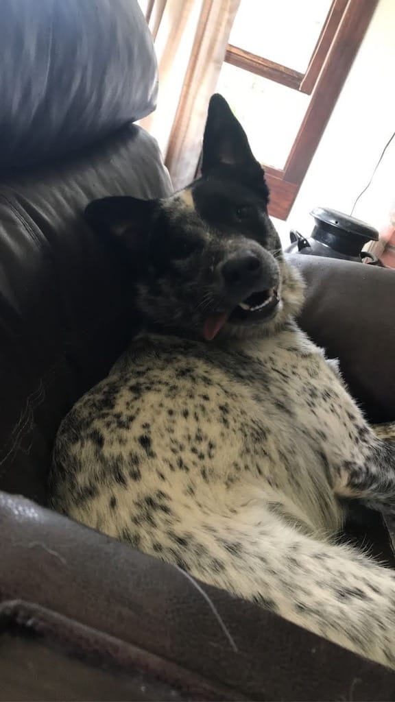 Top Dog Trainers in Jenks | fur-real totally epic dog training