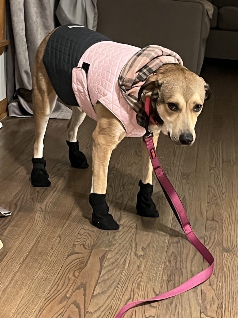 Top Dog Trainers in Tulsa OK | Dog Training