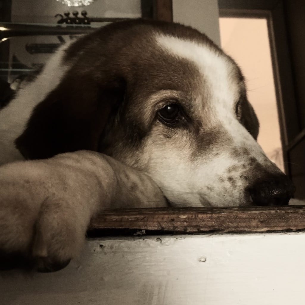 Top Dog Training in Bixby OK | The best training for your dogs