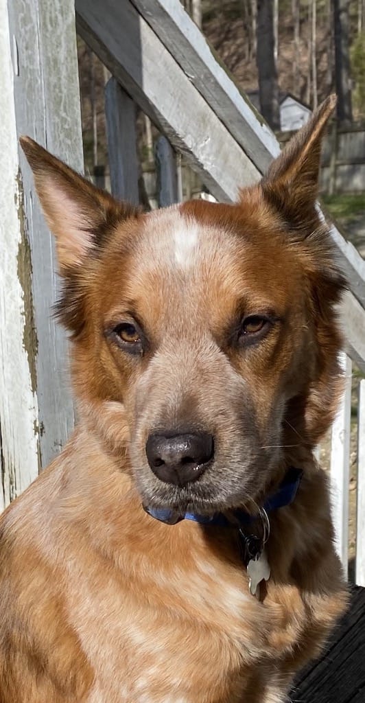 Top Dog Trainers in Broken Arrow | let's talk about all this