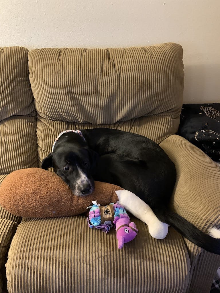 Top Dog Trainers in Broken Arrow OK| Training Done Right Now