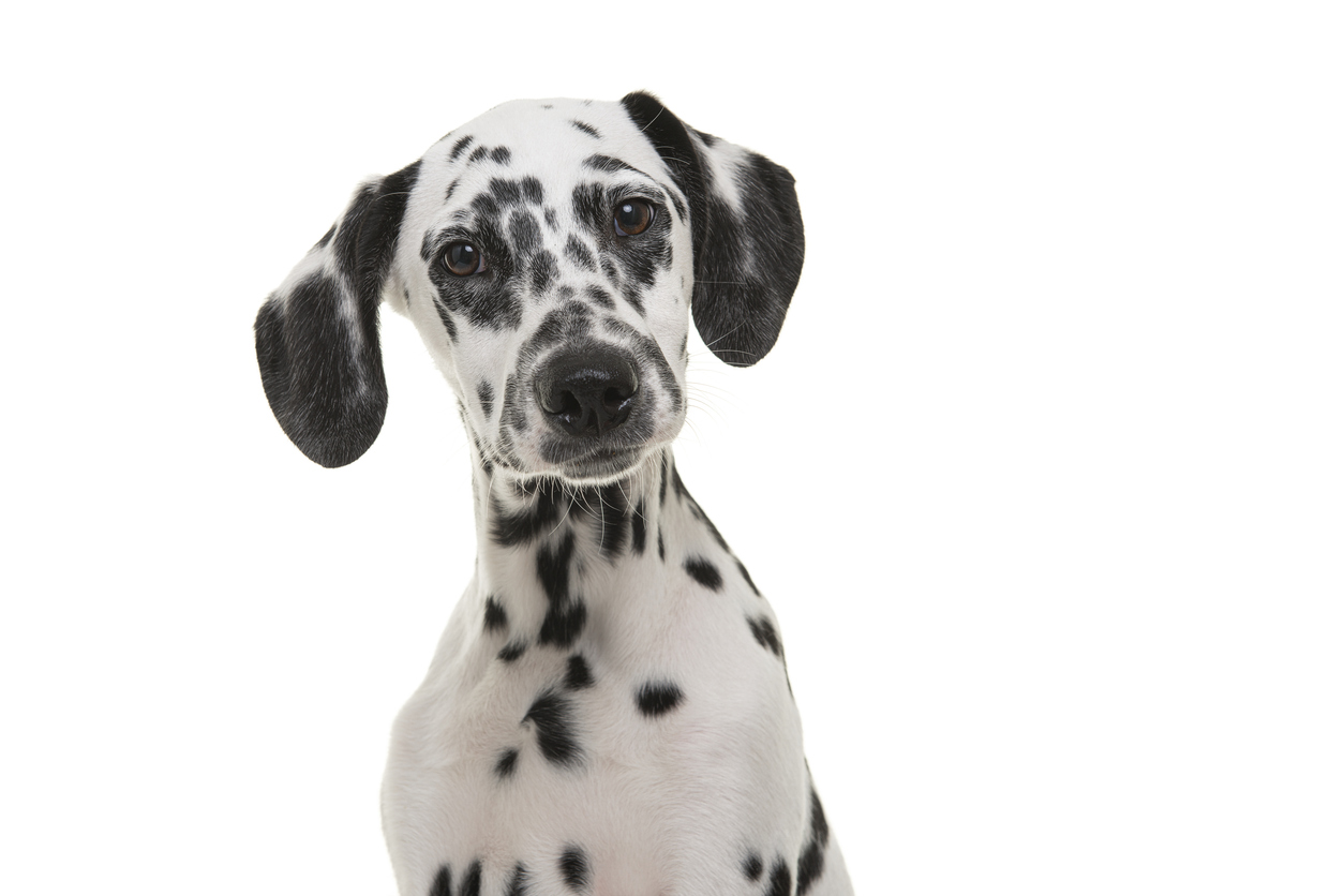 Tulsa Aggressive Dog Training Cost | Priced Well