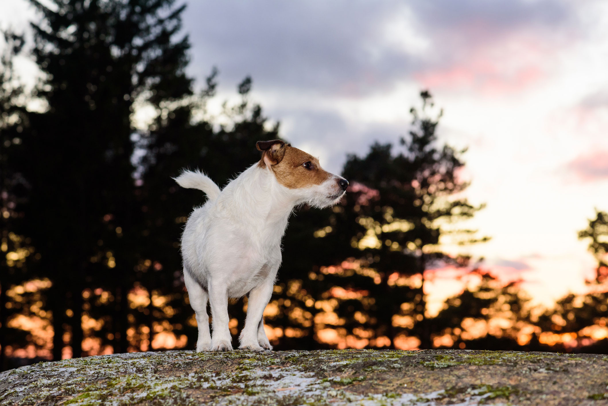 Tulsa Dog Training Service | Train With The Best