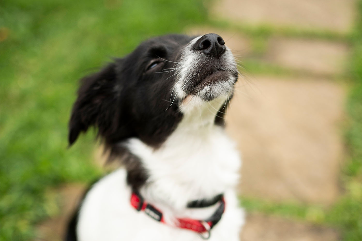 Tulsa Dog Training Tips | A new best friend