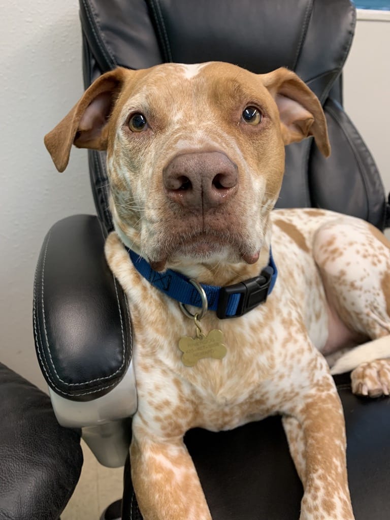 Tulsa OK Dog Trainer | biscuits and treats