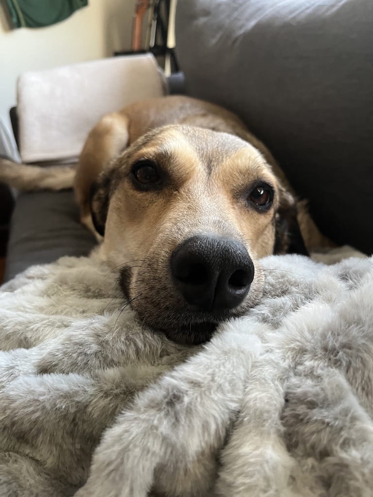 Pitbull Tulsa Dog Training Tulsa | offering potty training