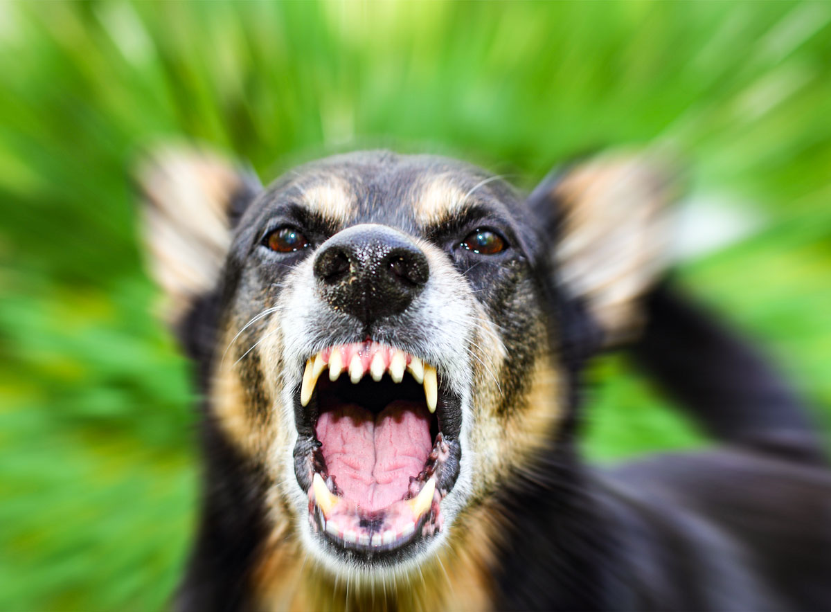 Tulsa Aggressive Dog Training | Need to Calm Down ASAP?