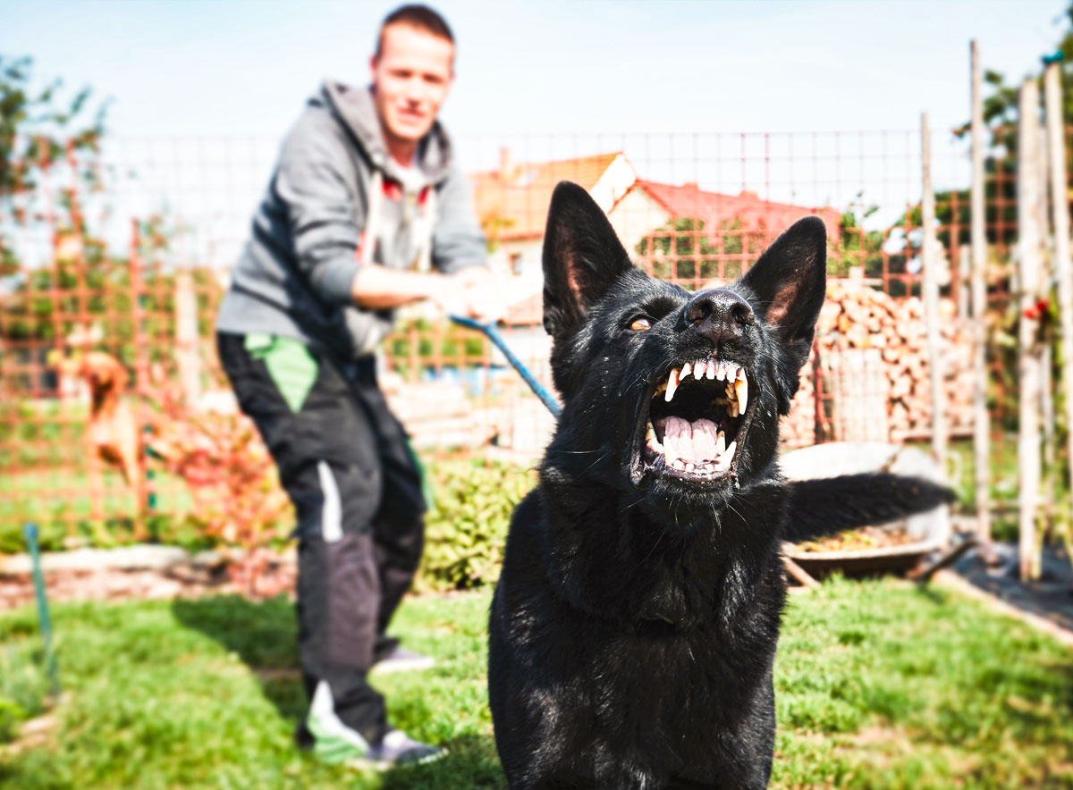 Tulsa Aggressive Dog Training | Asserting Dominance